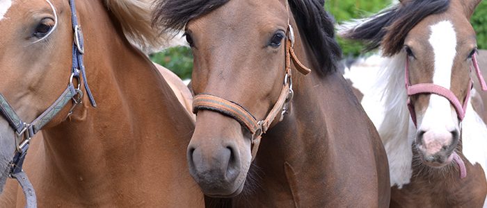 Reiterhof Finkenmühle
