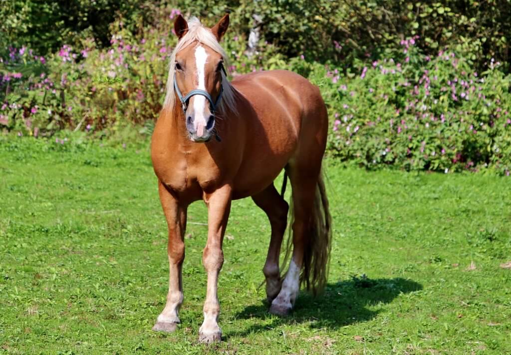 Pferde und Ponys | Reiterhof Finkenmühle